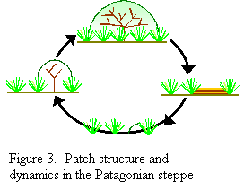 Vegetation spatial patterns and their effects on ecosystem functioning